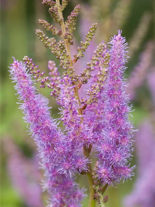Astilbe x arendsii 'Amethyst', Arends Garten-Prachtspiere 'Amethyst ...
