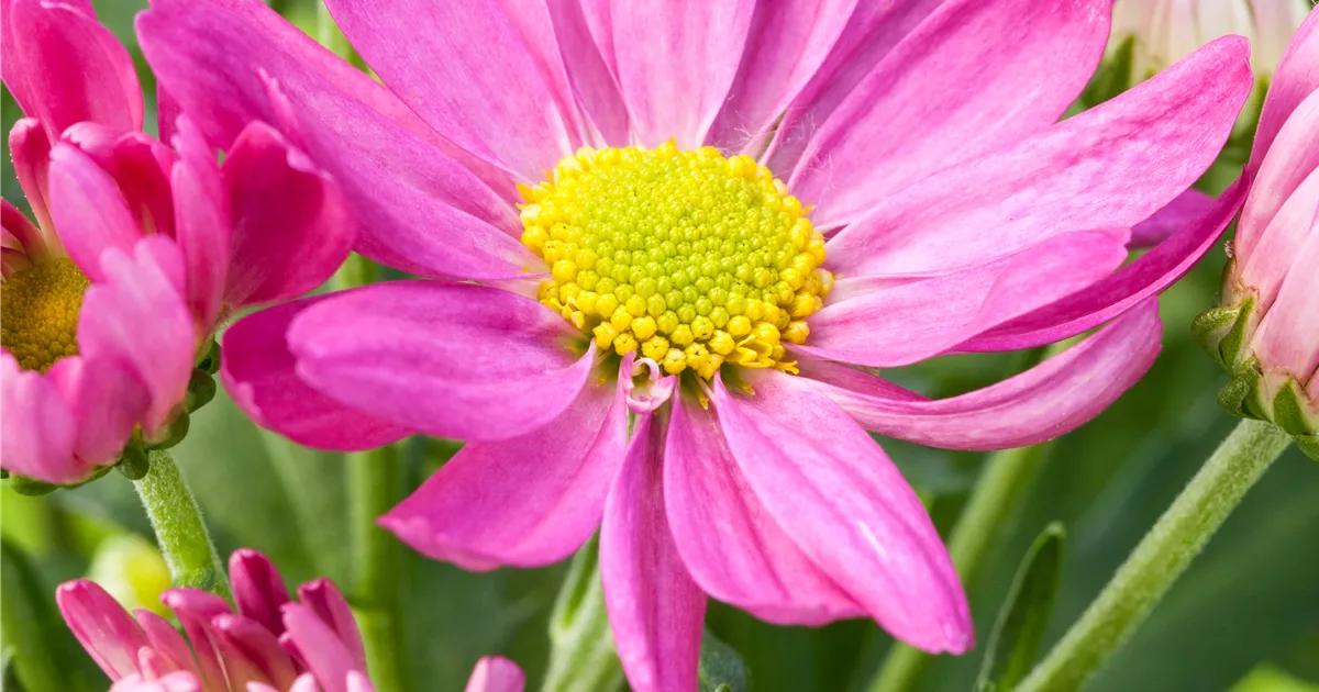 Chrysanthemum x grandiflorum, rosa, Garten-Chrysantheme - Baumschule Weber