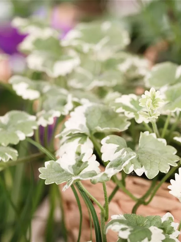 Glechoma hederacea 'Variegata', Weißbunter Gundermann 'Variegata ...