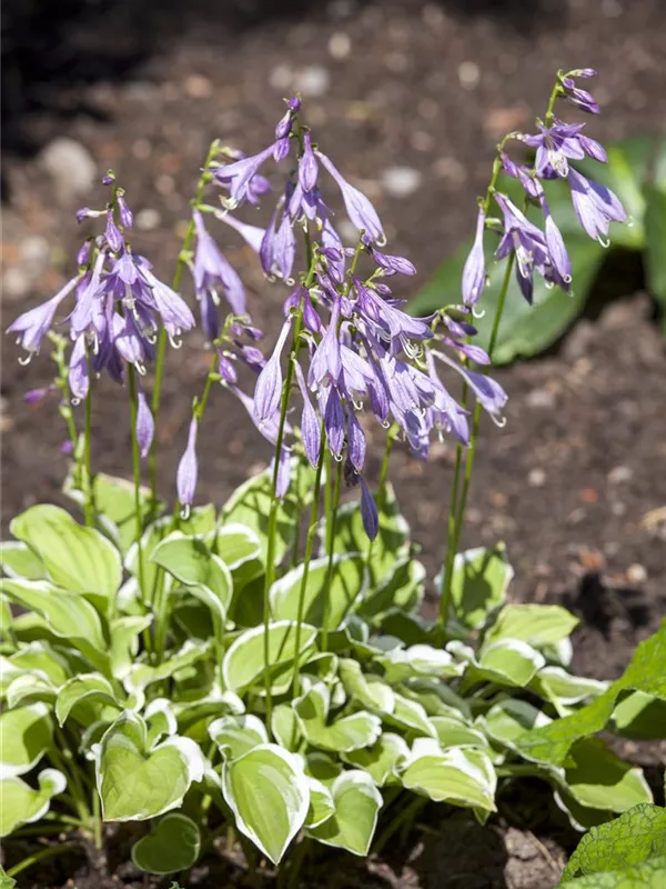 Hosta 'Diamond Tiara', Hosta - Baumschule Weber