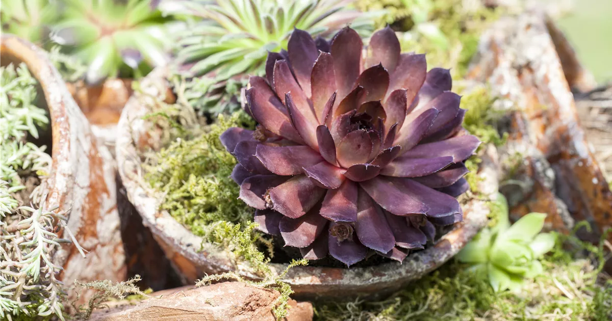 Sempervivum, rot, Rotblättrige Hauswurz - Baumschule Weber