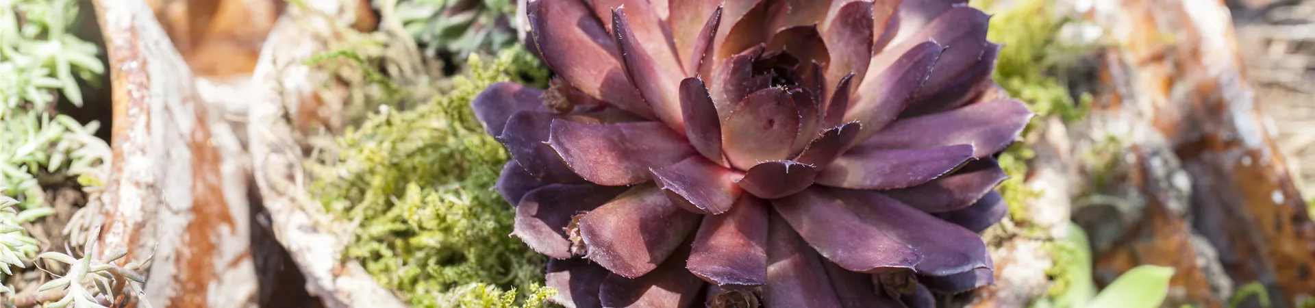 Sempervivum, rot, Rotblättrige Hauswurz - Baumschule Weber