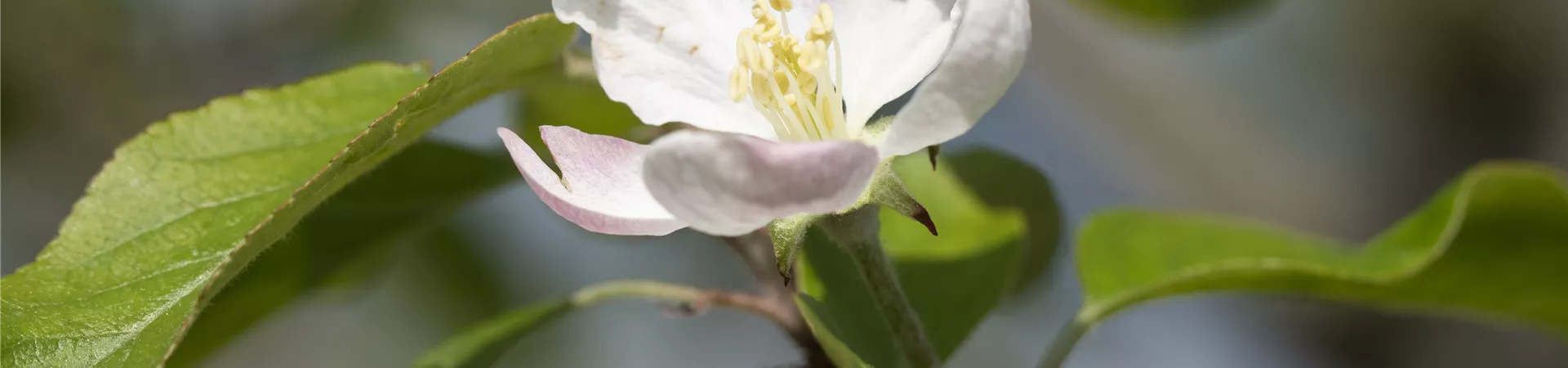 Malus domestica 'Gloster 69', Apfel 'Gloster 69' - Baumschule Weber