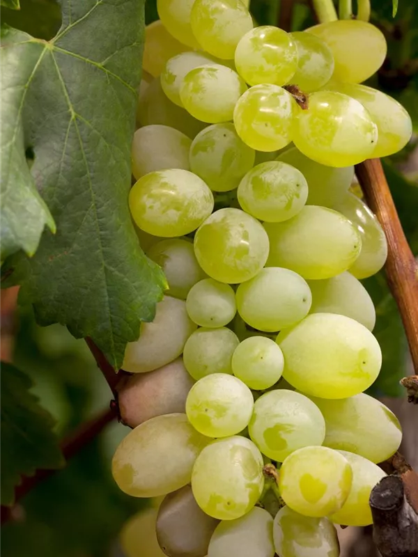Vitis vinifera, Weintraube - Baumschule Weber