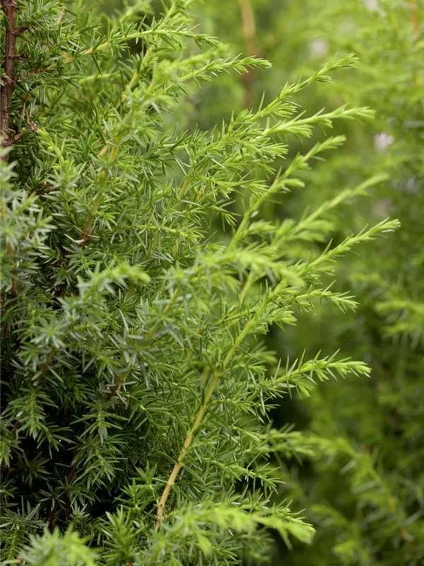 Juniperus communis, Gemeiner Wacholder - Baumschule Weber