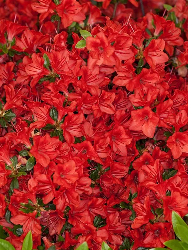 Rhododendron obtusum, Japanische Azalee - Baumschule Weber