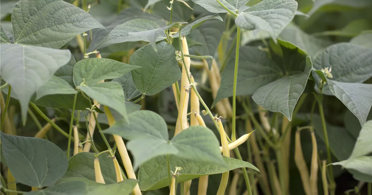 Phaseolus vulgaris var. nanus, Buschbohne - Baumschule Weber