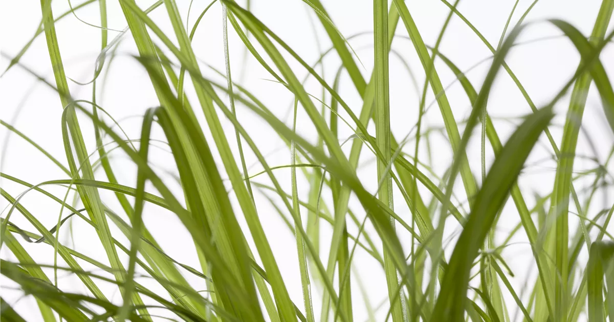 Cyperus zumula, Katzengras - Baumschule Weber