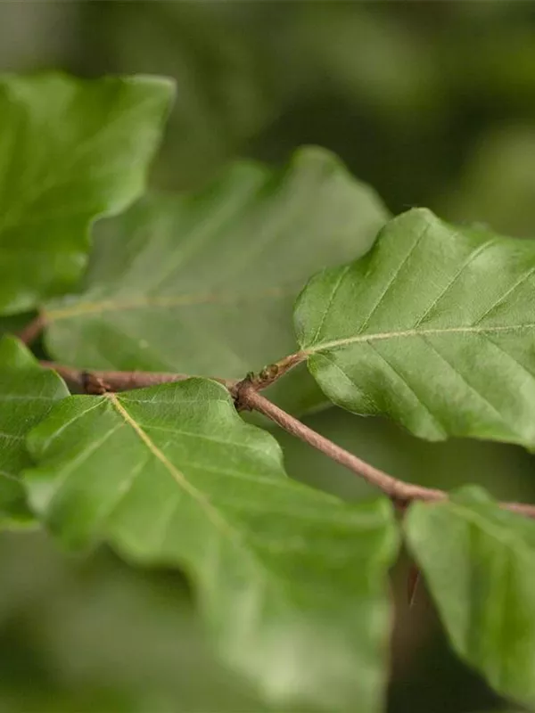 Fagus sylvatica, Rotbuche - Baumschule Weber