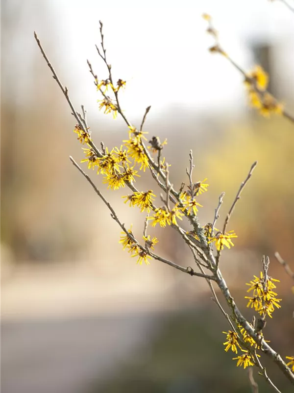 Hamamelis x intermedia, Hybrid-Zaubernuss - Baumschule Weber