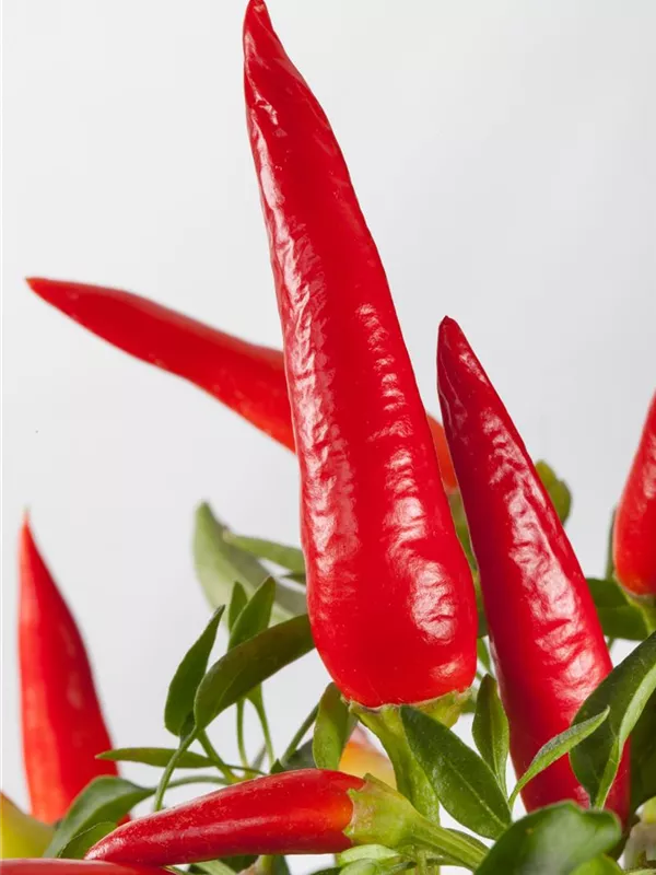 Capsicum annuum, Paprika - Baumschule Weber