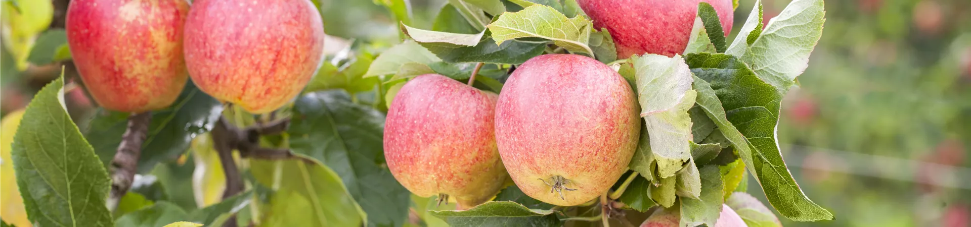Malus domestica 'Gravensteiner', Apfel 'Gravensteiner' - Baumschule Weber