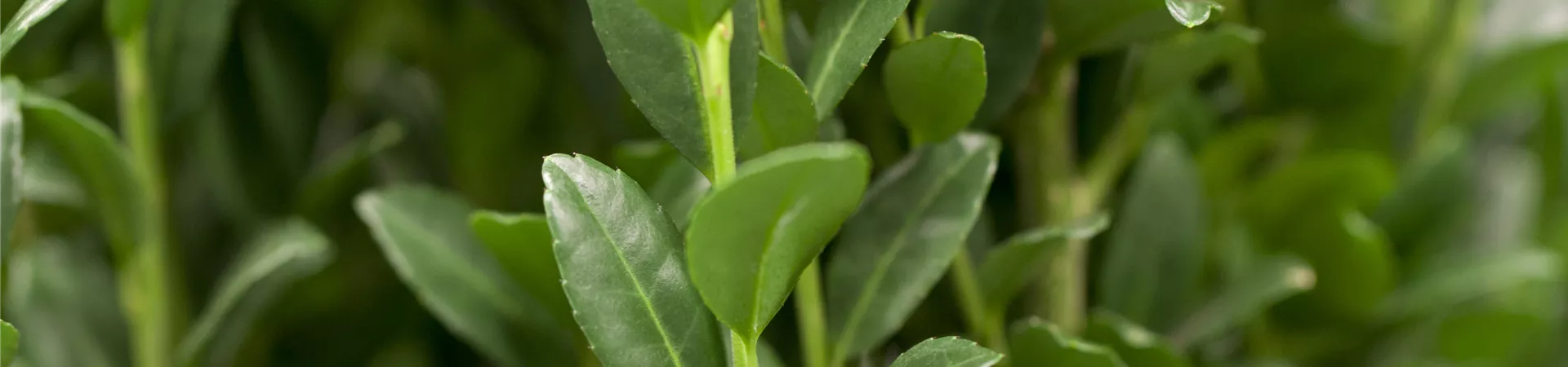 Ilex crenata 'Fastigiata', Säulen-Berg-Ilex 'Fastigiata' - Baumschule Weber