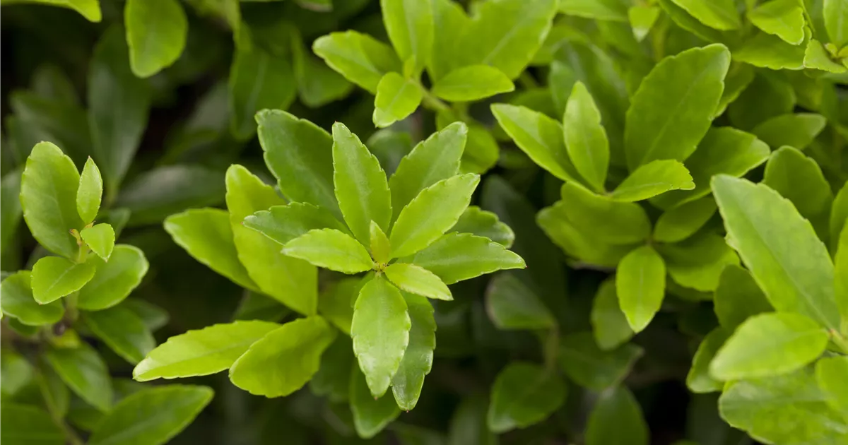 Ilex maximowicziana var. kanehirae 'Impala'®, Stechpalme 'Impala ...