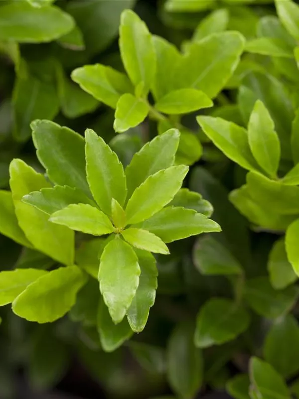 Ilex maximowicziana var. kanehirae 'Impala'®, Stechpalme 'Impala ...