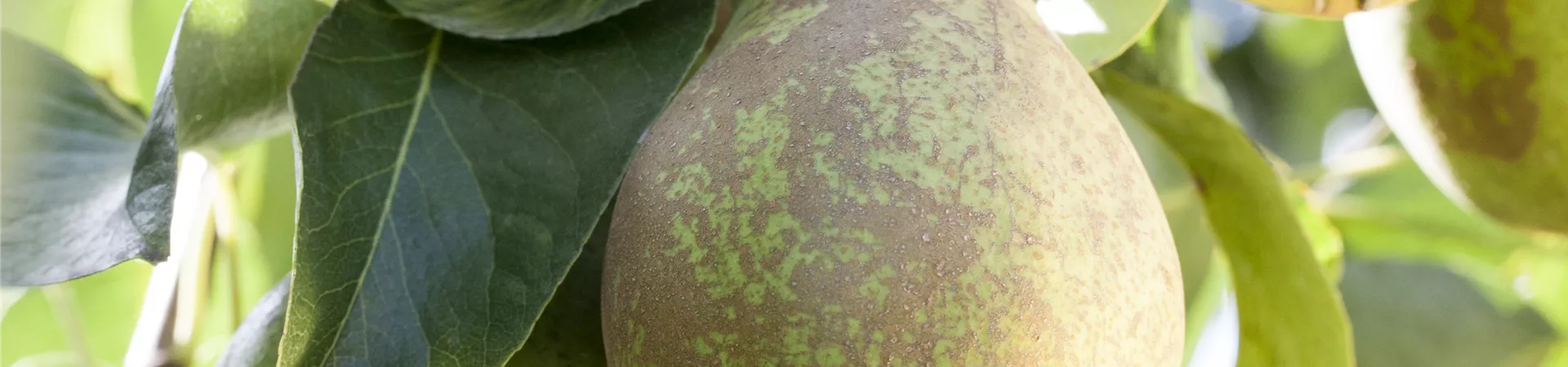 Pyrus communis 'Conference', Birne 'Conference' - Baumschule Weber