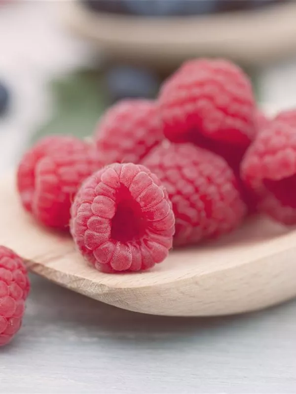 Rubus idaeus 'Meeker'®, Himbeere 'Meeker'® - Baumschule Weber