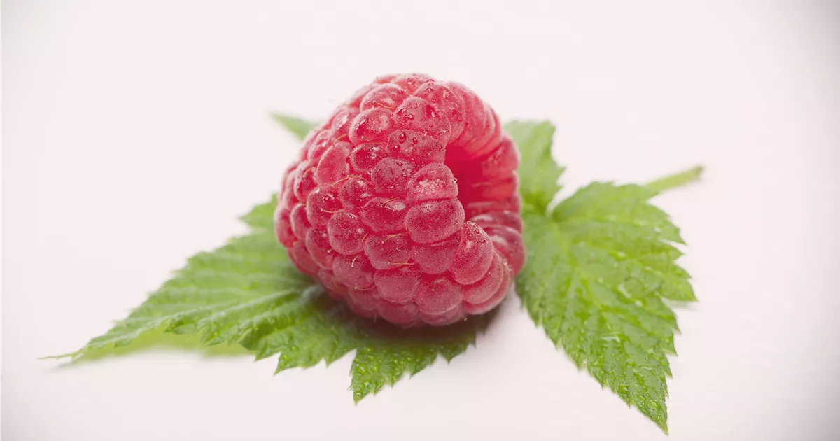 Rubus idaeus 'Himbo-Top'®, Himbeere 'Himbo-Top'® - Baumschule Weber
