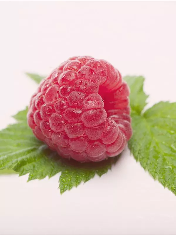 Rubus idaeus 'Himbo-Top'®, Himbeere 'Himbo-Top'® - Baumschule Weber