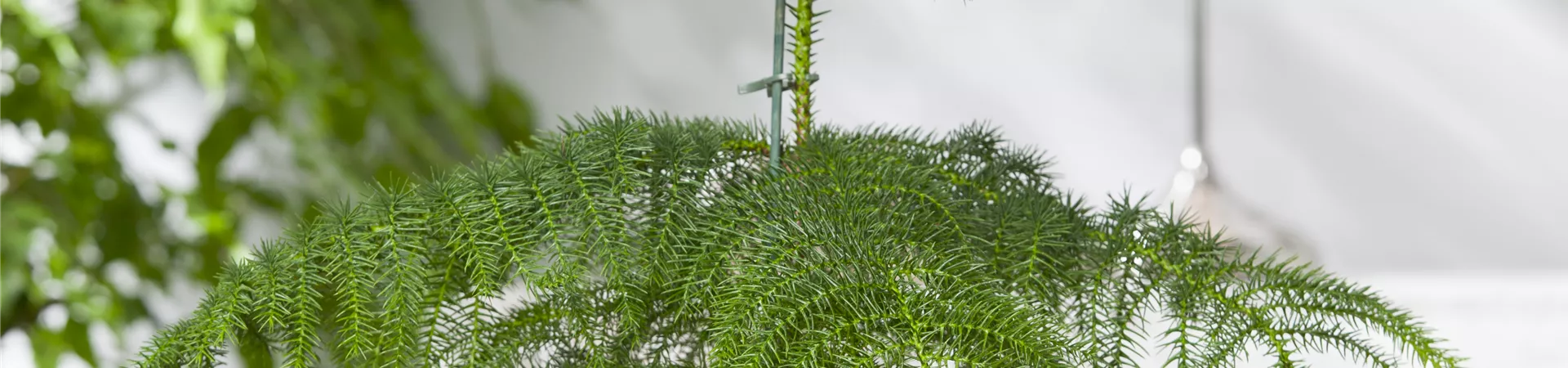 Araucaria heterophylla, Zimmertanne - Baumschule Weber