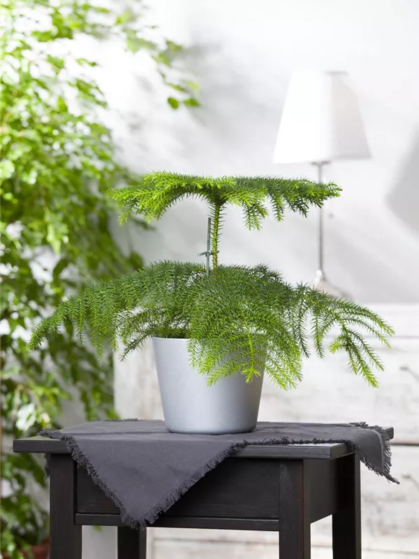 Araucaria heterophylla, Zimmertanne - Baumschule Weber