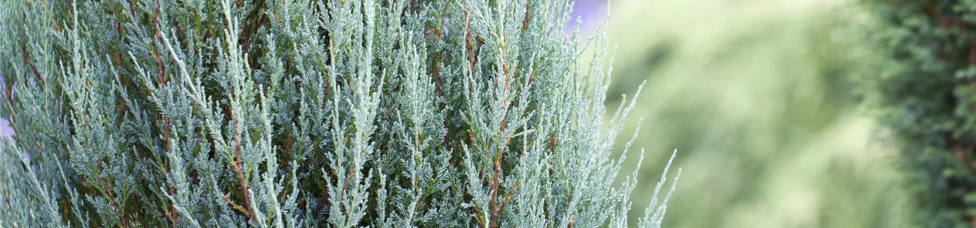 Juniperus virginiana 'Blue Arrow', Virginischer Wacholder 'Blue Arrow ...