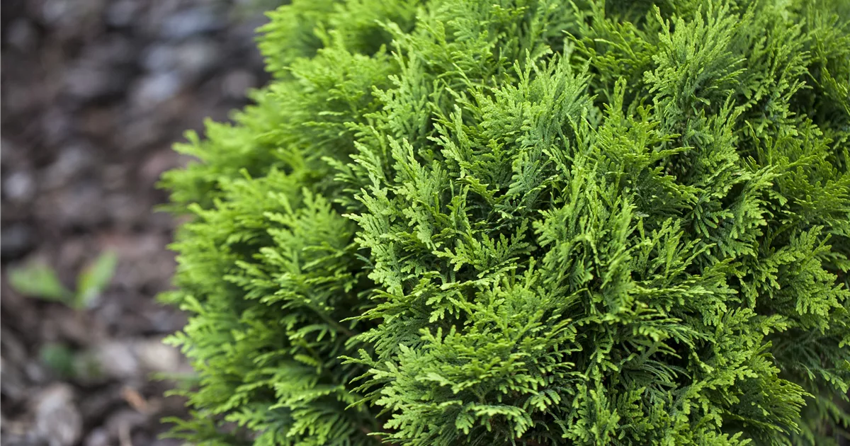 Thuja occidentalis 'Little Gem', Lebensbaum 'Little Gem' - Baumschule Weber