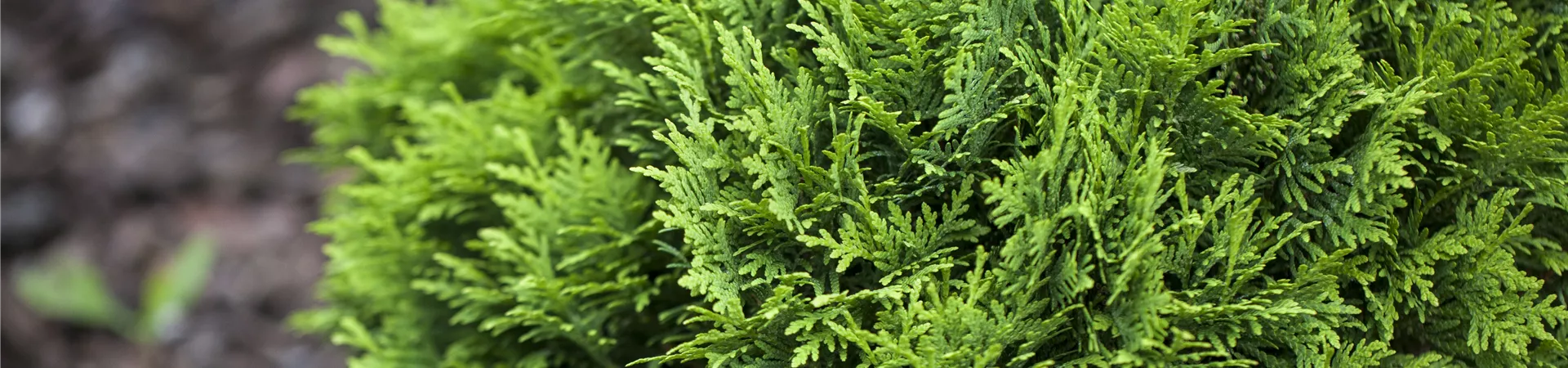 Thuja occidentalis 'Little Gem', Lebensbaum 'Little Gem' - Baumschule Weber