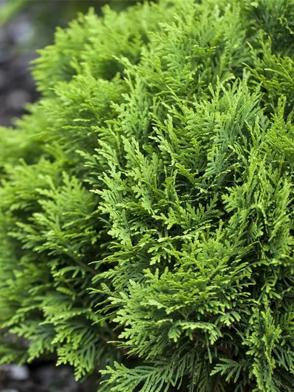 Thuja occidentalis 'Little Gem', Lebensbaum 'Little Gem' - Baumschule Weber